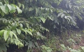 核桃苗批发价格多少钱一棵_哪里买核桃苗便宜