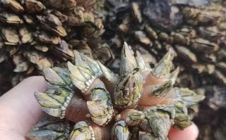 佛手螺多少钱一斤_佛手螺价格行情