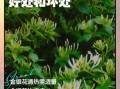 金银花泡水喝的功效与禁忌_金银花能长期喝吗