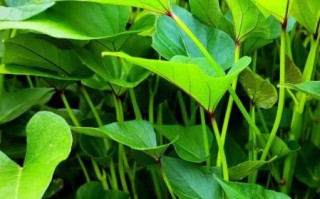 干地瓜叶的功效与作用_干地瓜叶怎么吃最好