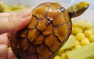 黄喉拟水龟是国家保护动物吗_能否合法饲养