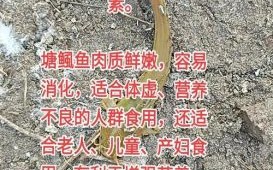 塘鲺的功效与作用禁忌_塘鲺什么人不能吃