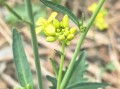 芥菜是什么菜_芥菜和盖菜的区别