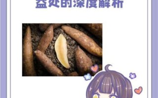 雪莲果的功效与作用有哪些_雪莲果怎么吃最健康