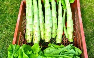 立秋吃什么菜_立秋养生蔬菜推荐