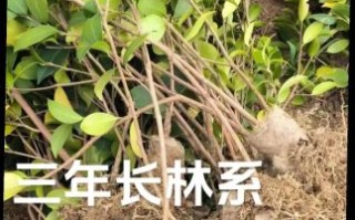 长林油茶苗价格_长林油茶苗怎么种植