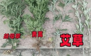 蒿草图片怎么识别_蒿草与艾草区别