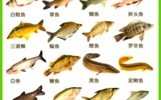 淡水鱼的营养价值及功效_淡水鱼怎么吃最健康