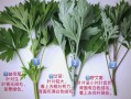 艾草长什么样_艾草怎么辨认