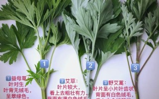 艾草长什么样_艾草怎么辨认