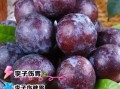 李子吃多了会怎么样_李子吃多了会拉肚子吗