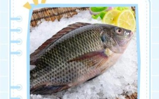 罗非鱼小孩为啥不能吃_罗非鱼儿童食用禁忌