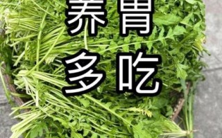 什么菜养胃治胃病_胃病吃什么菜好得快