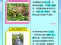青蛙田鸡和牛蛙的区别图片_怎么区分
