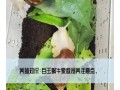 蜗牛吃什么_如何喂养