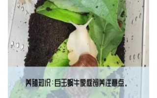 蜗牛吃什么_如何喂养
