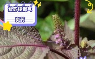 紫苏梗的功效与作用_紫苏梗主治什么病