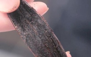香草荚怎么保存_香草荚多少钱一根