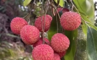 桂味荔枝多少钱一斤_2024最新行情