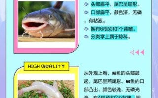 鮰鱼和鲶鱼的区别_怎么分辨鮰鱼和鲶鱼