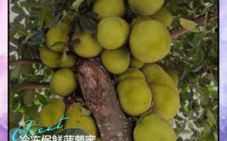 菠萝蜜可以放冰箱吗_保存多久不变质