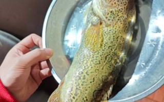 金桂鱼图片怎么拍_金桂鱼高清图哪里找