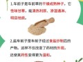车前子功效与作用_车前子怎么吃最好