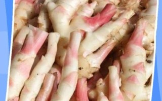 鲜姜怎么腌制又脆又辣_鲜姜如何长期保存不发芽