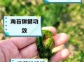 海苔是什么做的_海苔有什么作用