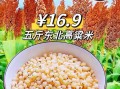 高粱粟米图片_如何区分高粱与粟米