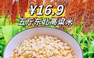 高粱粟米图片_如何区分高粱与粟米