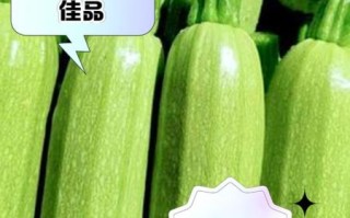 西葫芦的功效与作用_西葫芦的害处有哪些