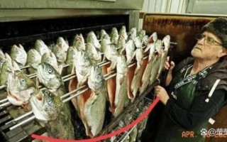 罗非鱼多少钱一斤_罗非鱼价格走势