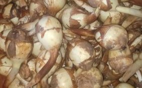 茨菇图片大全_茨菇长什么样