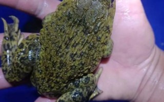 田鸡要煮多久才能杀死寄生虫_田鸡寄生虫怎么彻底杀死