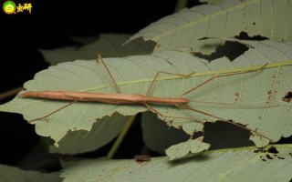 竹节虫怎么养_竹节虫寿命有多长