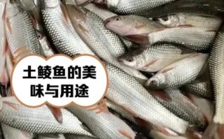 鲮鱼图片怎么拍_鲮鱼高清图哪里找