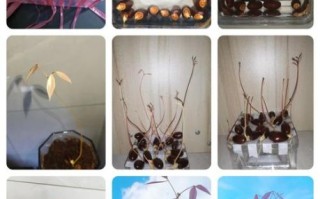 荔枝核能种出盆栽吗_荔枝核怎么种出盆栽