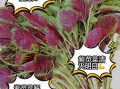 紫苋菜的功效与作用_紫苋菜的禁忌有哪些