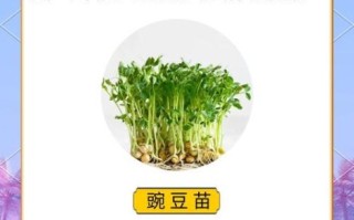 芽菜的营养价值及功效_芽菜怎么吃最健康