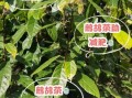鹧鸪茶的功效与作用_鹧鸪茶怎么泡才正确
