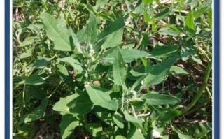 灰灰菜致癌吗_灰灰菜怎么吃才安全