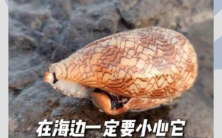 鸡心螺可以吃吗_鸡心螺毒性有多强