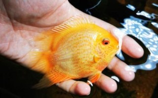 菠萝鱼能和什么鱼混养_菠萝鱼混养注意事项