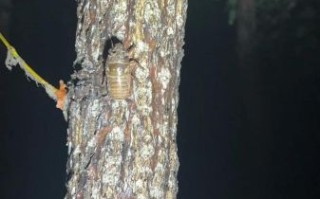 知了叫声视频怎么拍_知了为什么一直叫