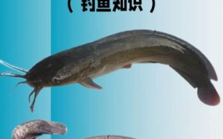 塘鲺和鲶鱼哪个更脏_塘鲺和鲶鱼区别