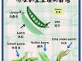 豆角英语怎么说_如何正确发音