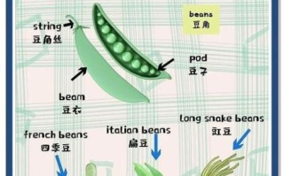 豆角英语怎么说_如何正确发音