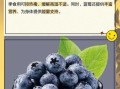 蓝莓有什么功效_蓝莓一天吃多少合适