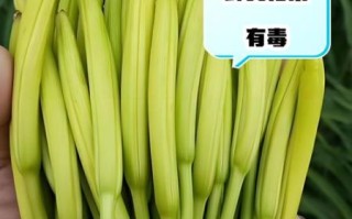 金针菜是什么菜_金针菜和黄花菜一样吗